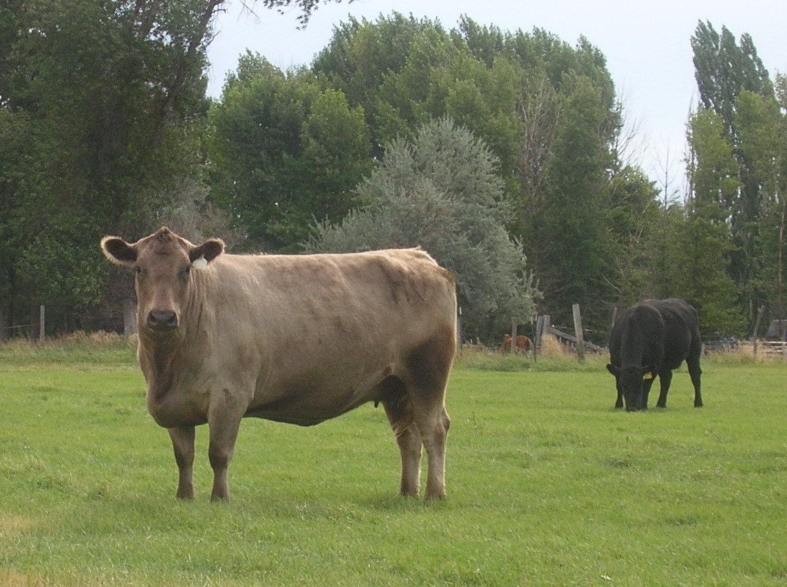 Facts About Murray Greys | Murray Grey Cows