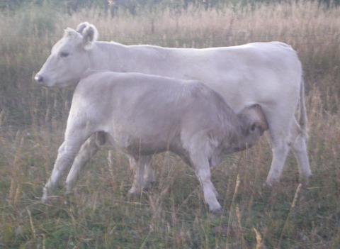 Murray Grey Advantages | Murray Grey Cows