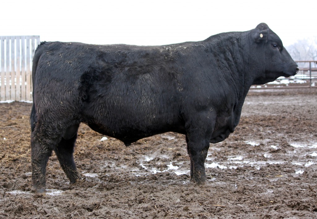 Midland Bull Test and Sale | Murray Grey Cows
