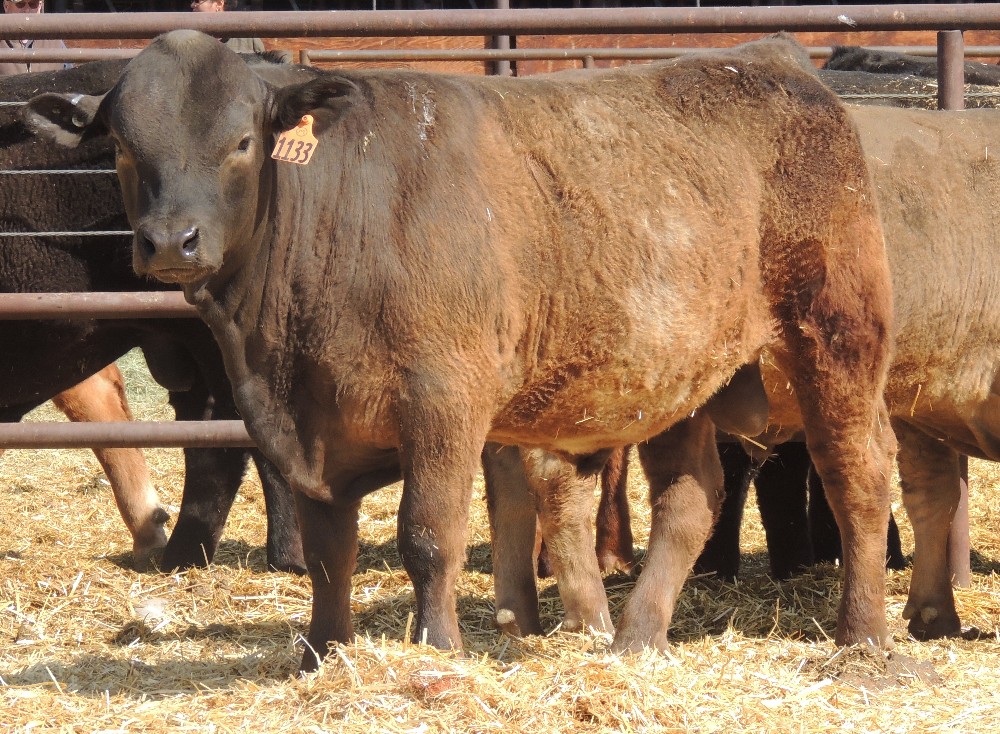 Midland Bull Test and Sale | Murray Grey Cows