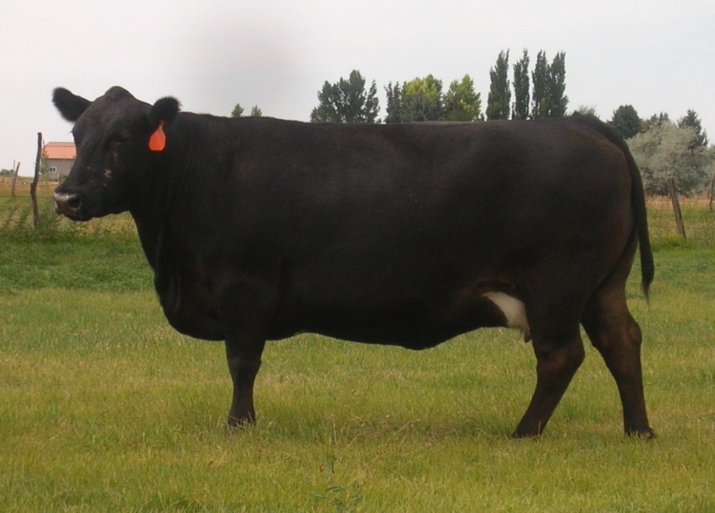 Herd Album | Murray Grey Cows