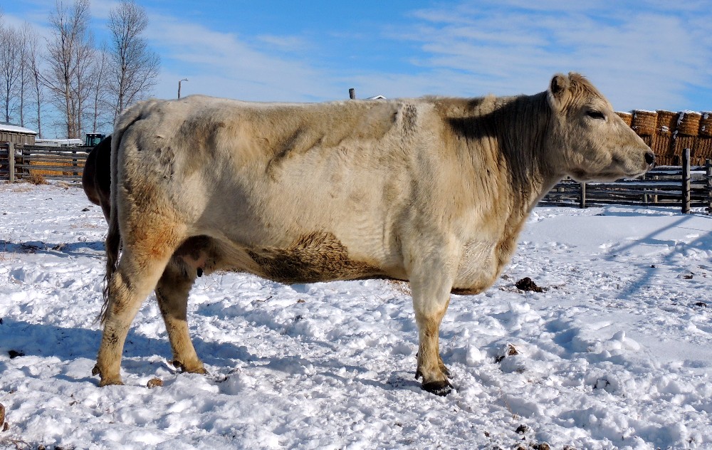Females | Murray Grey Cows