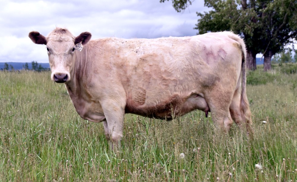 Females | Murray Grey Cows