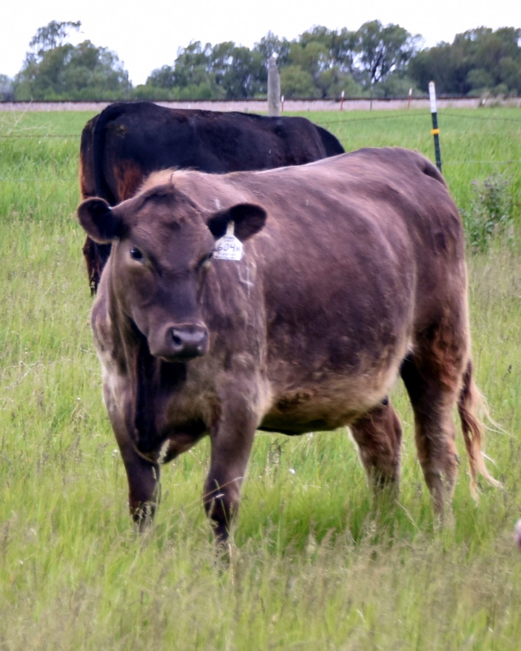 Females | Murray Grey Cows
