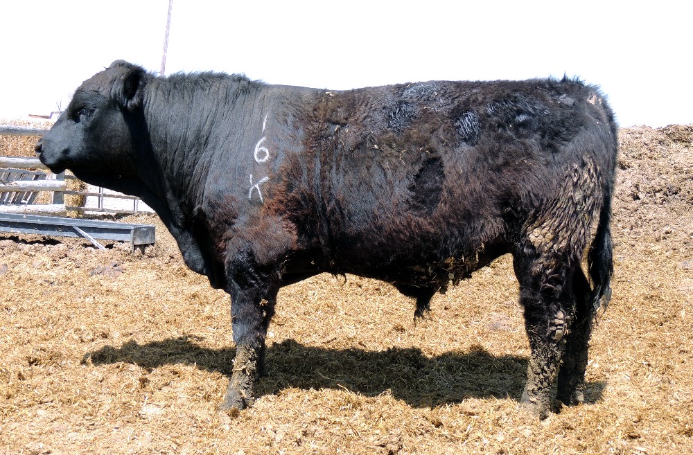 Bulls | Murray Grey Cows