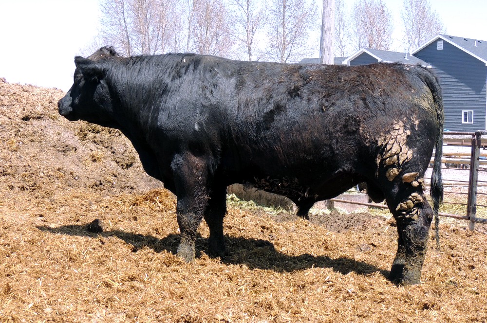 Bulls | Murray Grey Cows