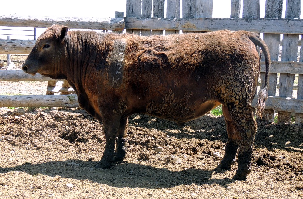 Bulls | Murray Grey Cows